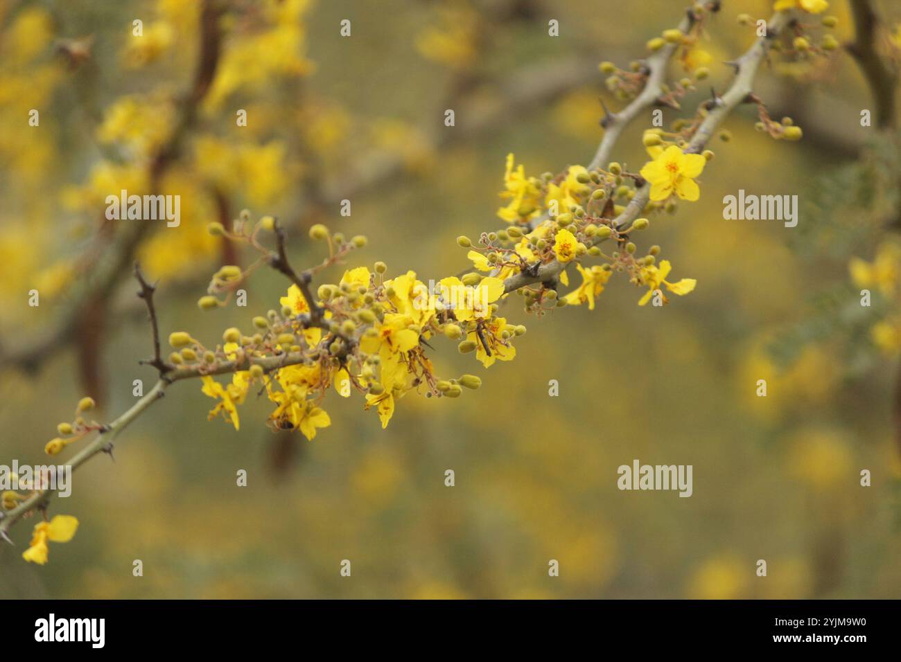 Parkinsonia praecox hi-res stock photography and images - Alamy