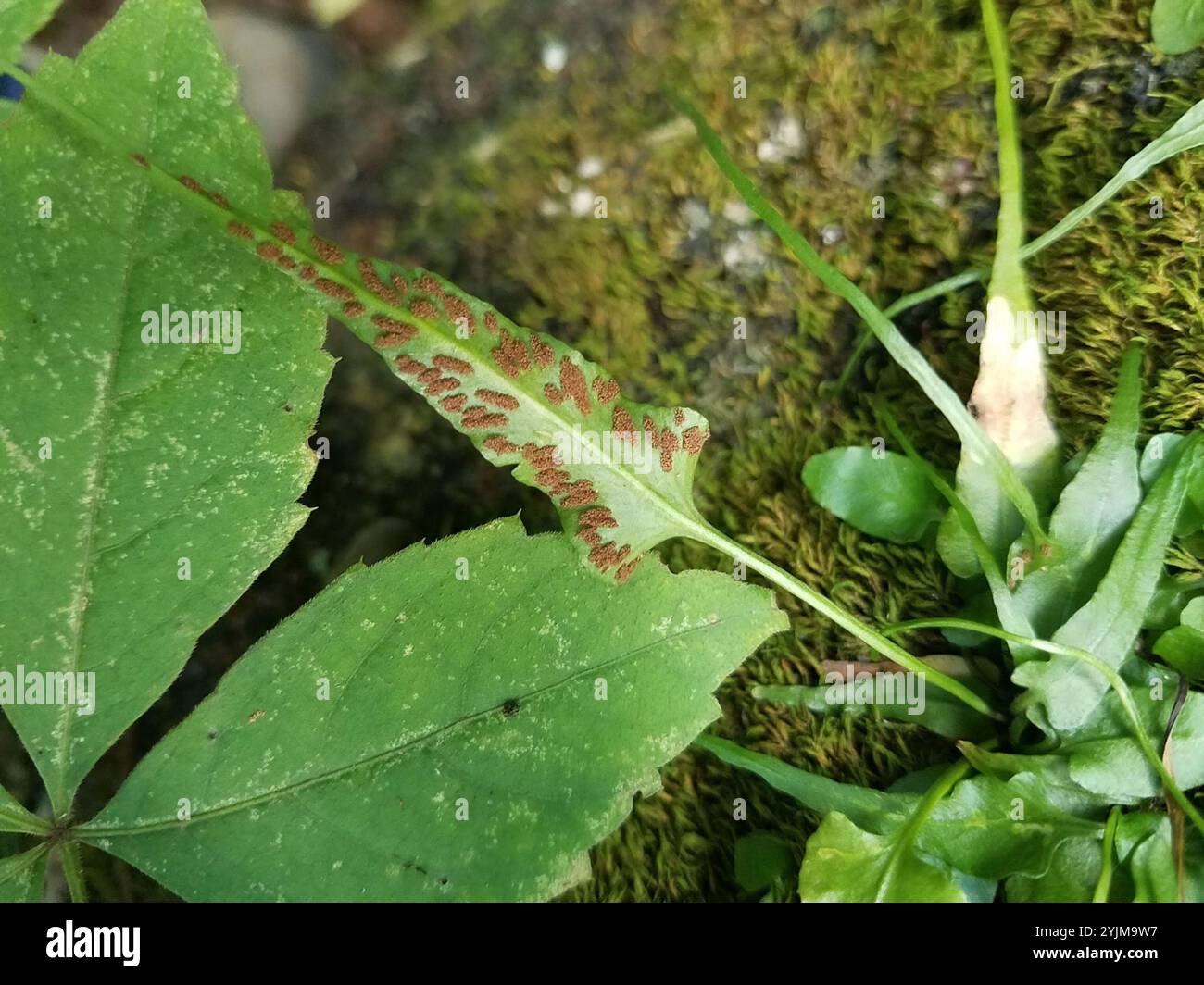 walking fern (Asplenium rhizophyllum Stock Photo - Alamy
