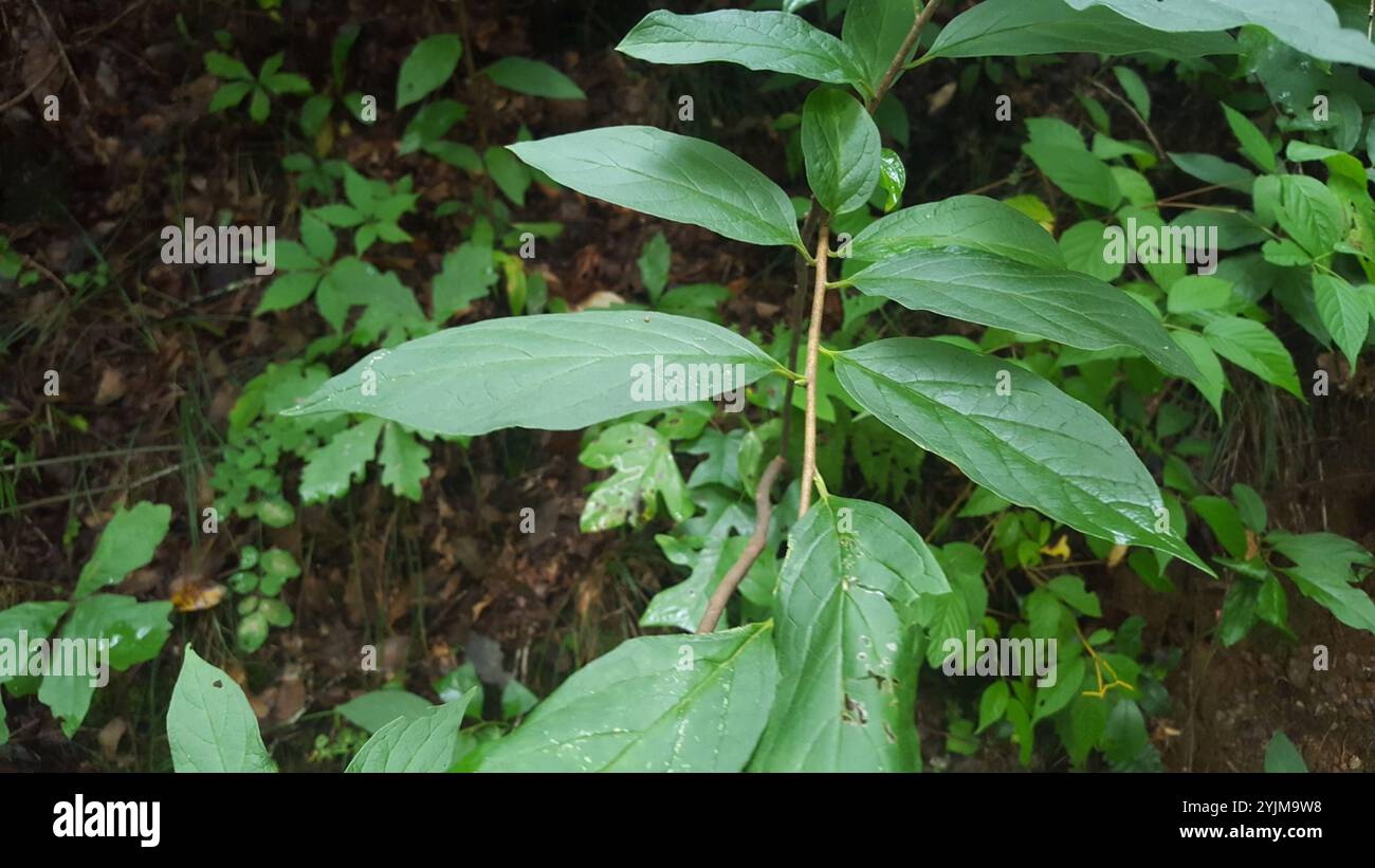Buffalo-nut (Pyrularia pubera Stock Photo - Alamy