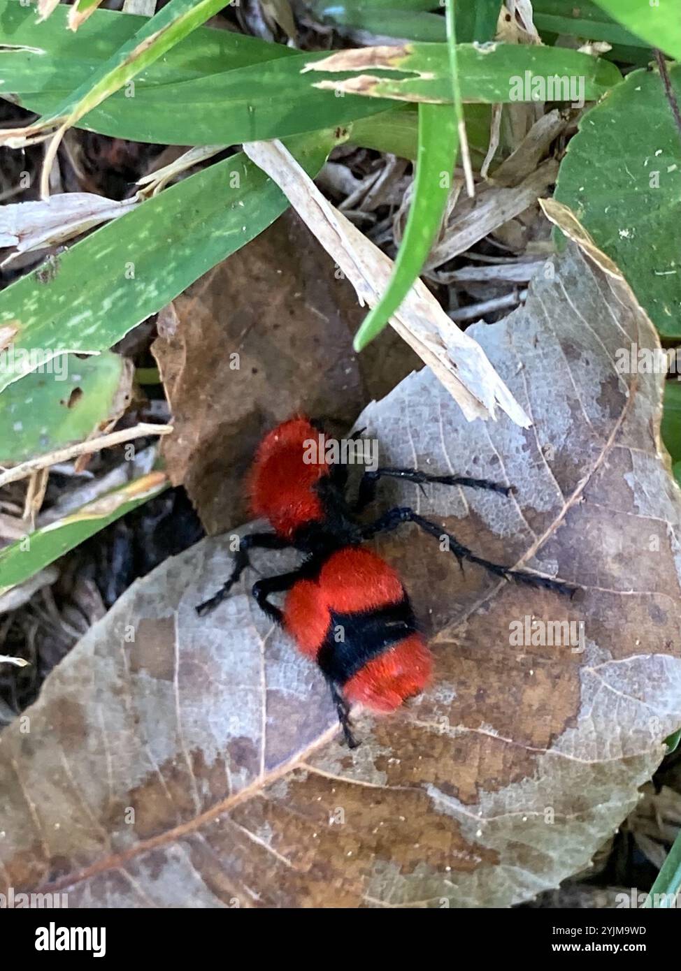 Common Eastern Velvet Ant (Dasymutilla occidentalis Stock Photo - Alamy