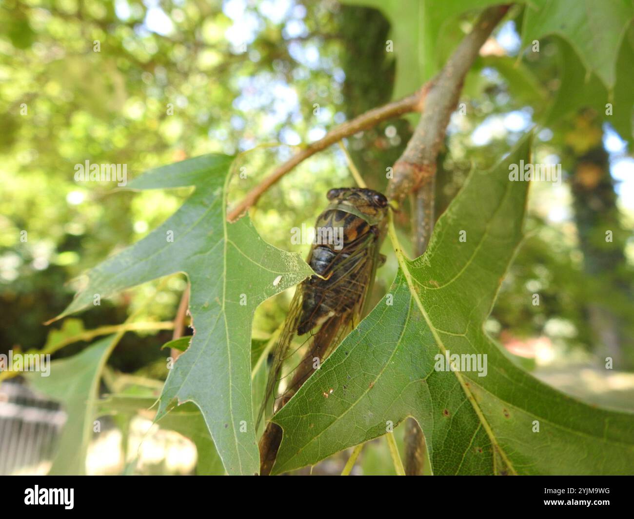 Scissor grinder hi-res stock photography and images - Alamy