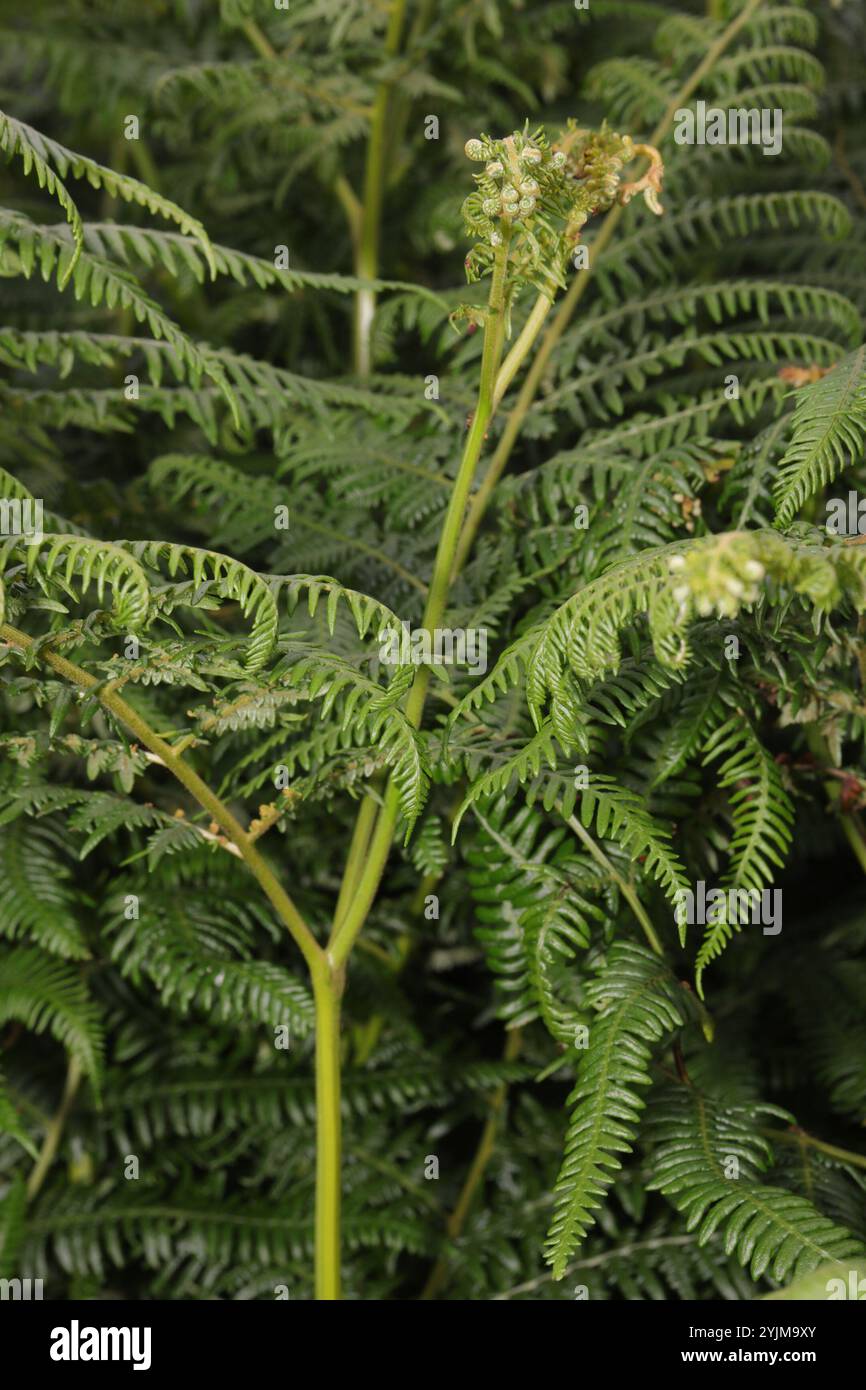 common bracken (Pteridium aquilinum Stock Photo - Alamy