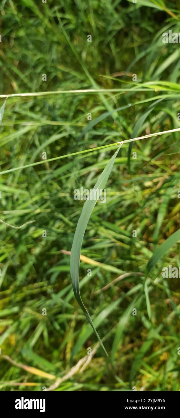 Scandinavian Small-reed (Calamagrostis purpurea Stock Photo - Alamy