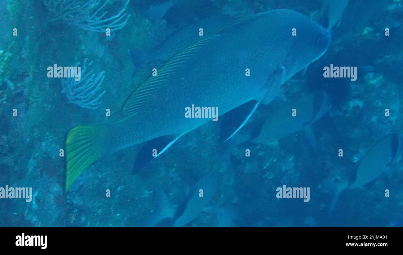 Brown Meagre (Sciaena umbra Stock Photo - Alamy