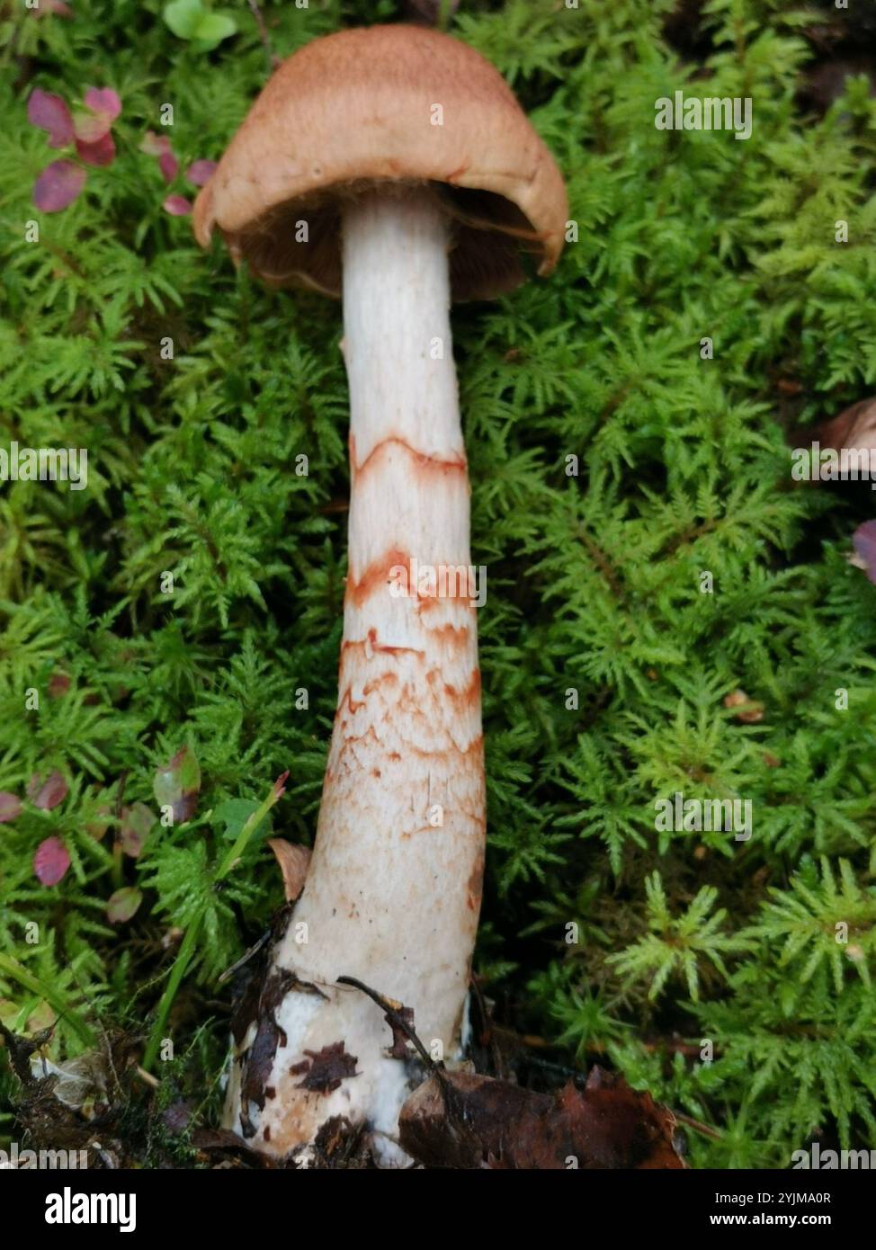 Red banded webcap hi-res stock photography and images - Alamy