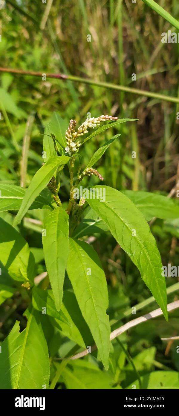 Persicaria lapathifolia pale smartweed hi-res stock photography and ...