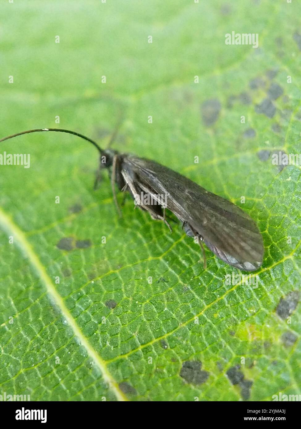 Little Black Caddisflies (Chimarra Stock Photo - Alamy