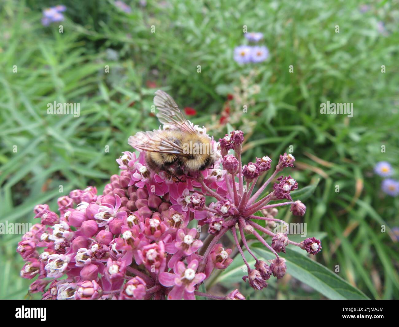 Perplexing Bumble Bee (Bombus perplexus Stock Photo - Alamy