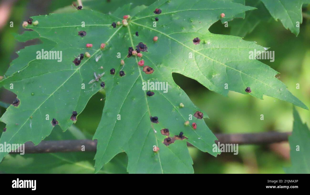 Maple Bladdergall Mite (Vasates quadripedes Stock Photo - Alamy