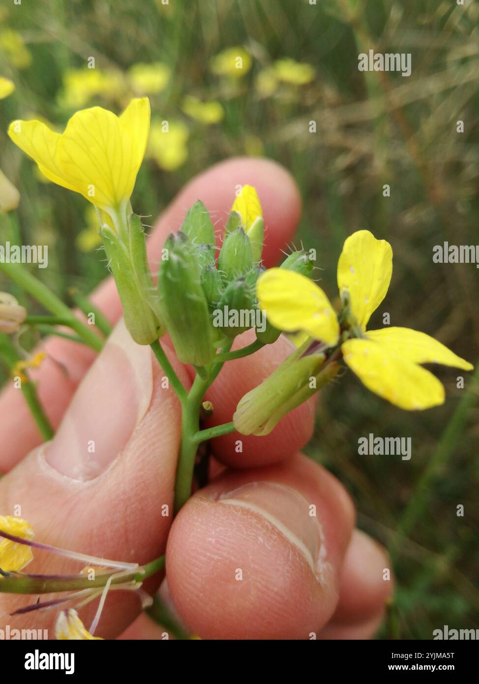 Perennial Wall-rocket (Diplotaxis tenuifolia Stock Photo - Alamy