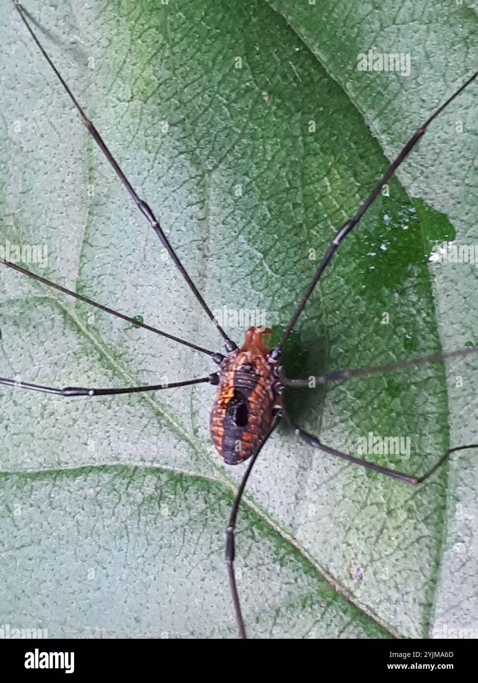 Eastern Harvestman (Leiobunum vittatum Stock Photo - Alamy