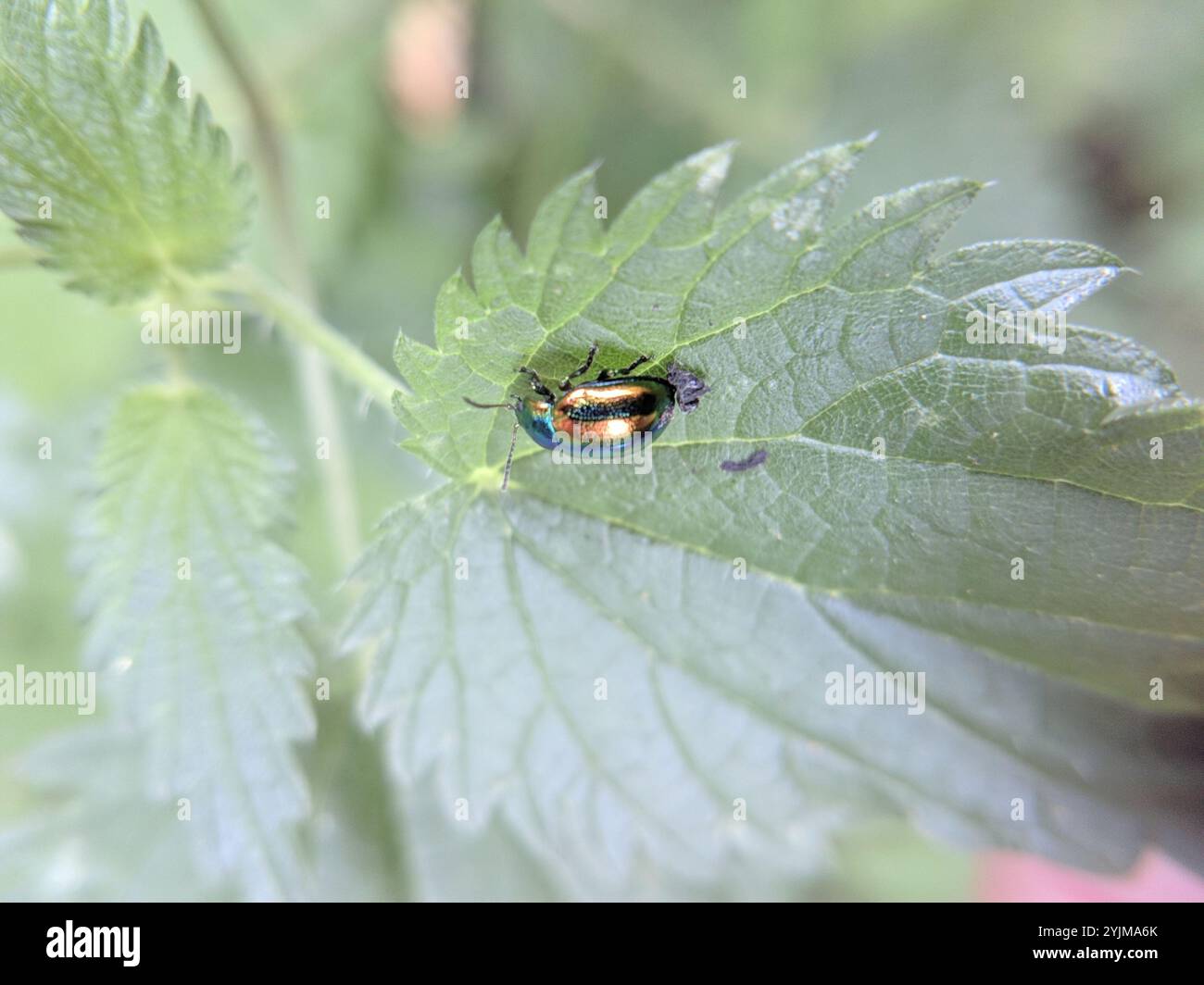 Dead-nettle Leaf Beetle (Fasta fastuosa Stock Photo - Alamy