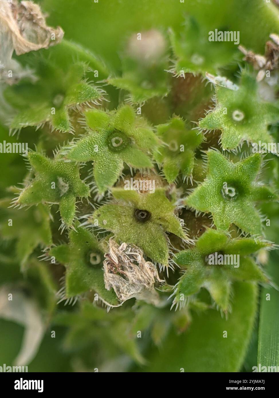 Tropical Mexican Clover (Richardia brasiliensis Stock Photo - Alamy