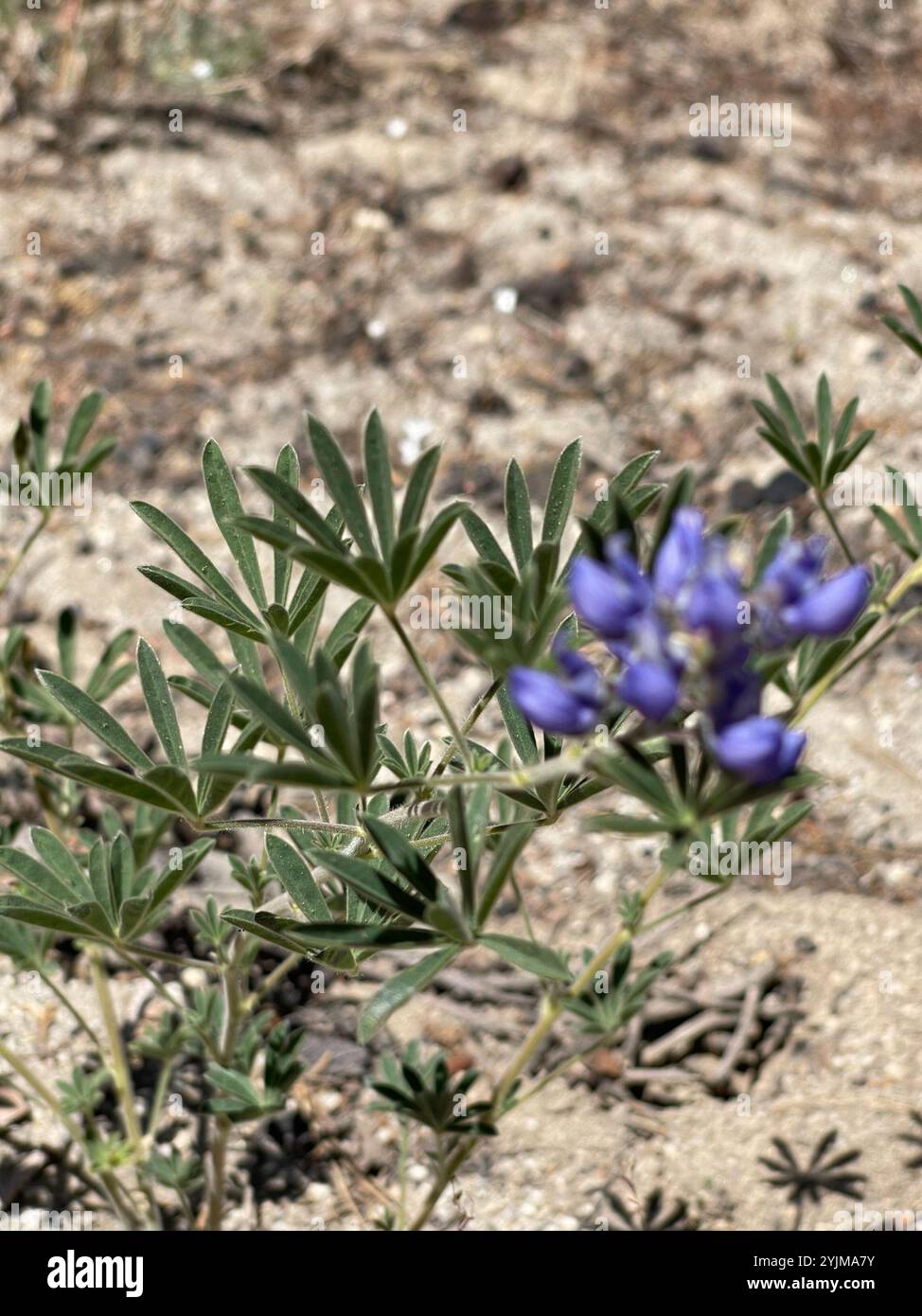Lupinus formosus hi-res stock photography and images - Alamy