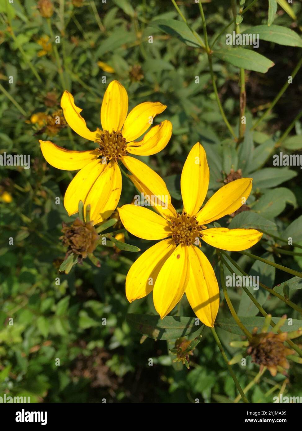 Greater Tickseed (Coreopsis major Stock Photo - Alamy
