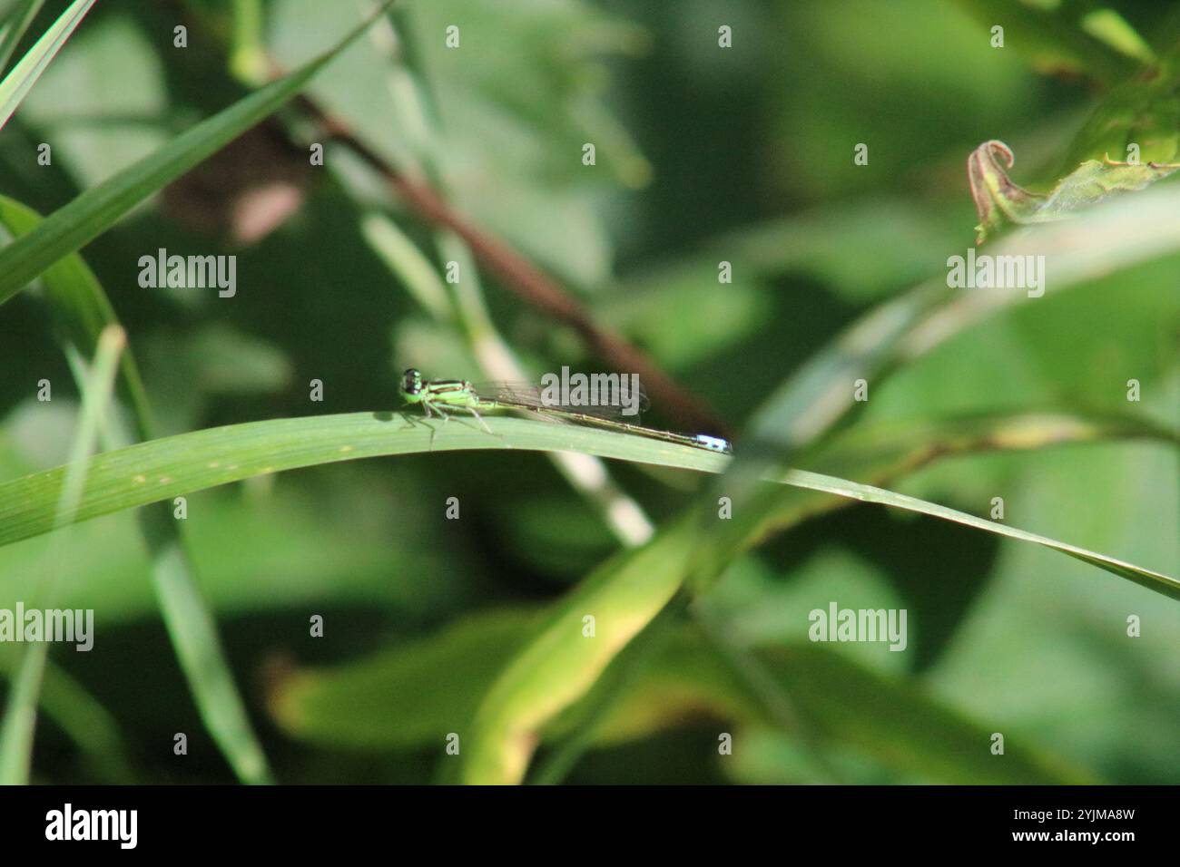 Eastern Forktail (Ischnura verticalis Stock Photo - Alamy