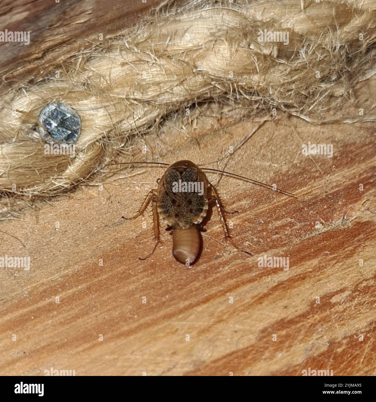 Dusky Cockroach (Ectobius lapponicus Stock Photo - Alamy