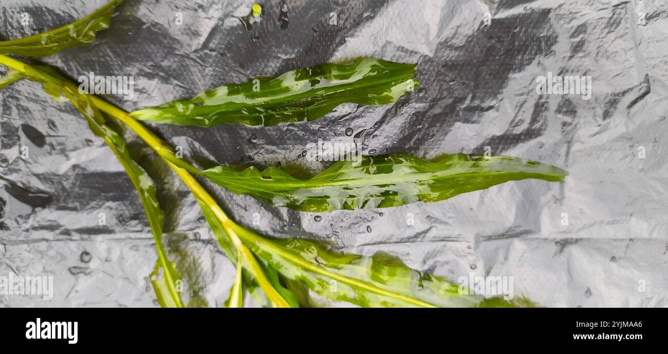 Northern Pondweed (Potamogeton alpinus Stock Photo - Alamy