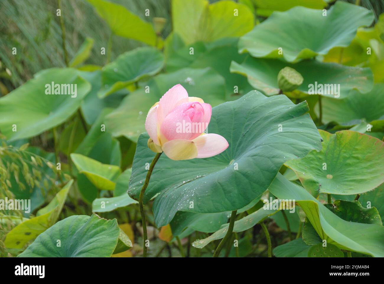 Indian lotus flower hi-res stock photography and images - Alamy