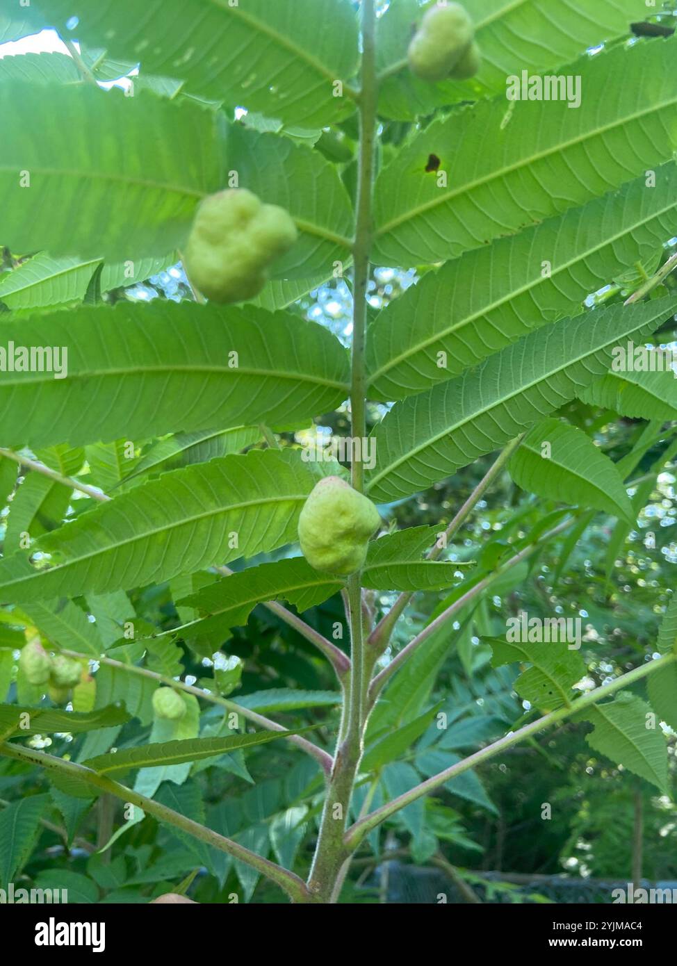 Sumac Gall Aphid (Melaphis rhois Stock Photo - Alamy