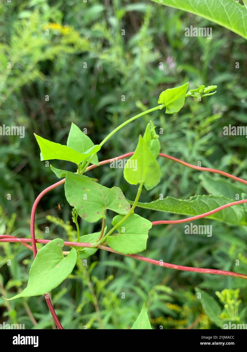 climbing false buckwheat (Fallopia scandens Stock Photo - Alamy