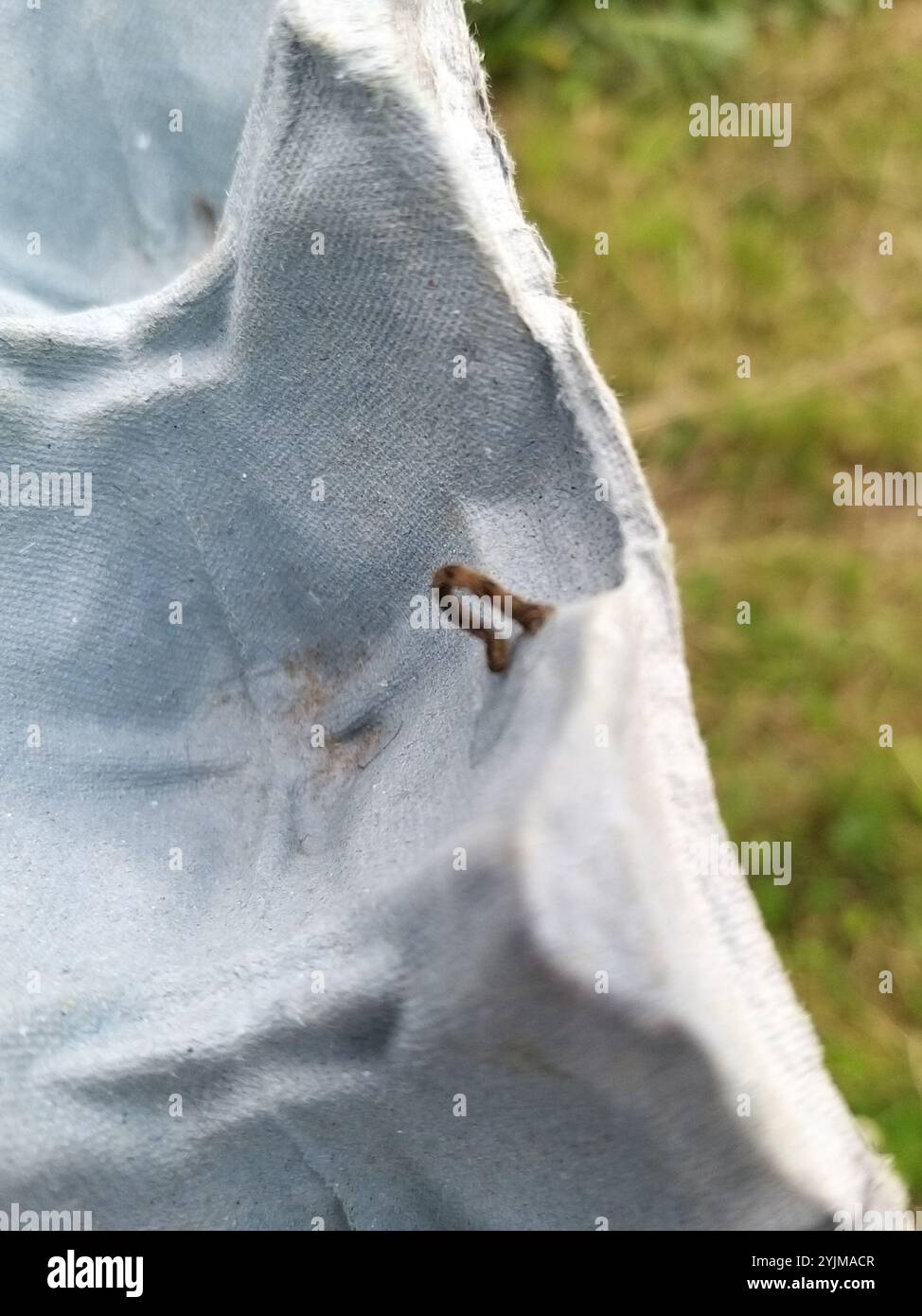 Geometer Moths (Geometridae Stock Photo - Alamy