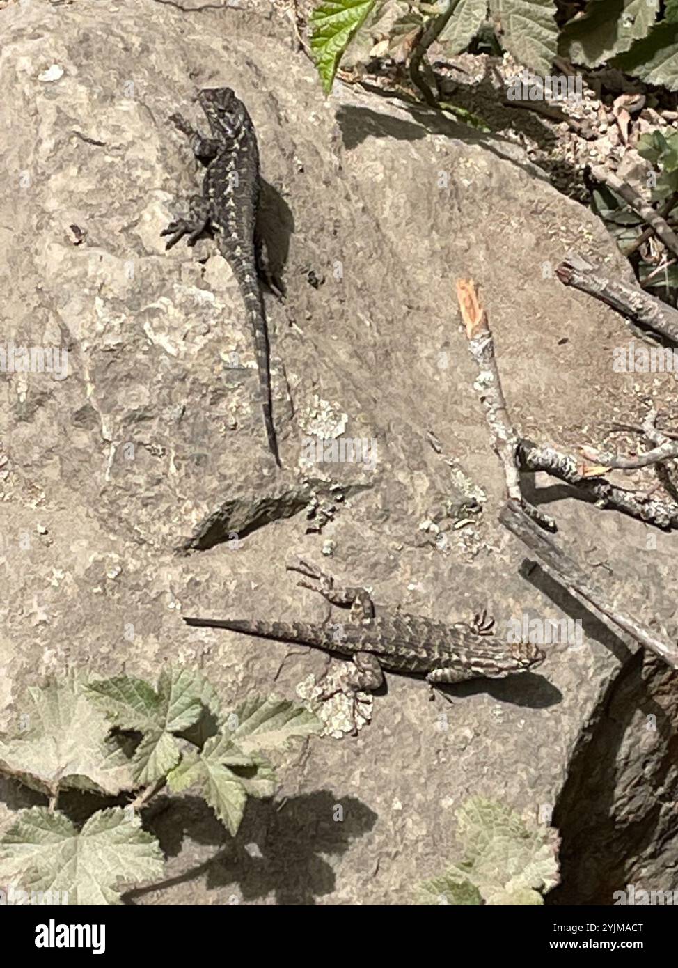 Coast Range Fence Lizard (Sceloporus occidentalis bocourtii Stock Photo ...