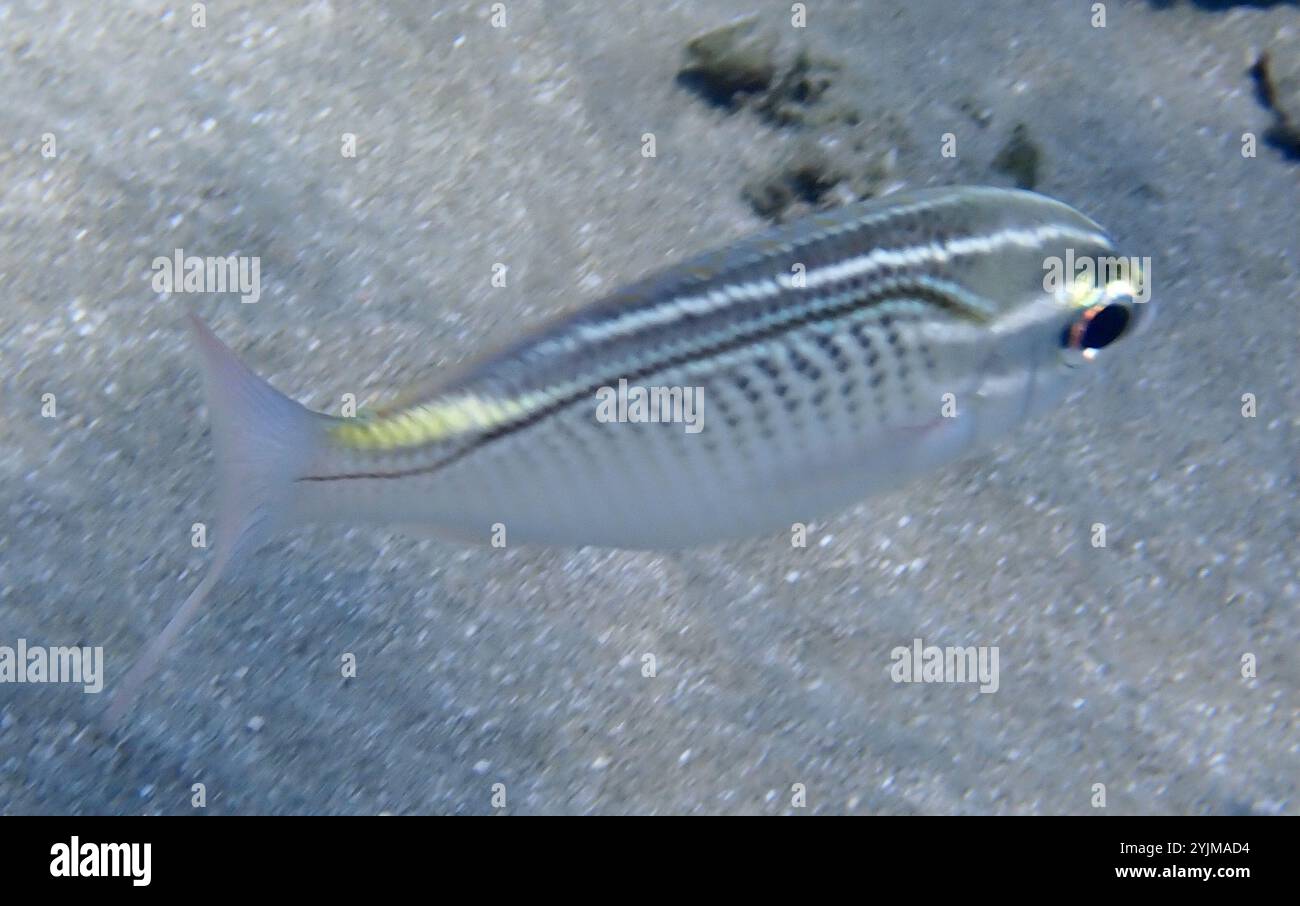 Arabian Monocle Bream (Scolopsis ghanam Stock Photo - Alamy