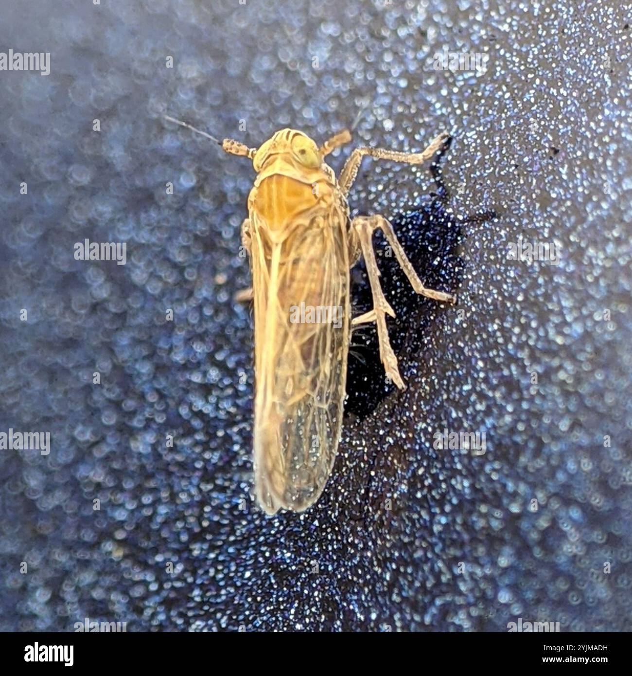 Delphacid planthoppers hi-res stock photography and images - Alamy