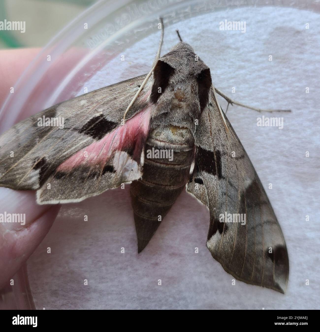 Achemon Sphinx (Eumorpha achemon Stock Photo - Alamy