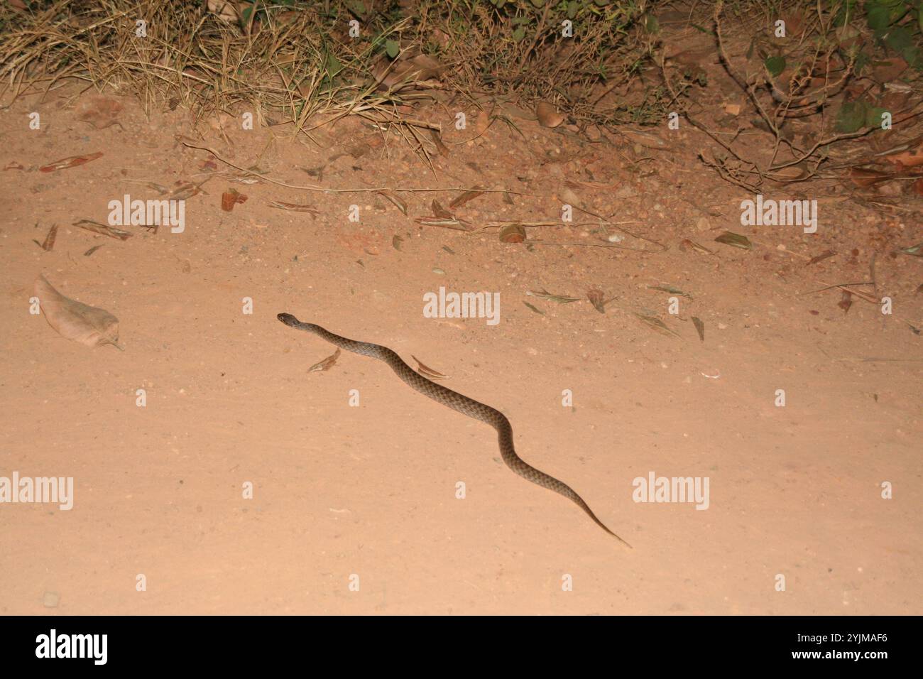 snake on sandground in the night Stock Photo - Alamy