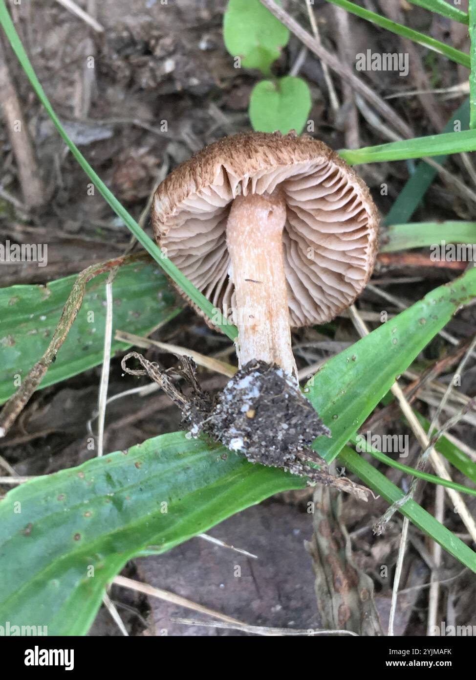 Fiber Caps (Inocybe Stock Photo - Alamy