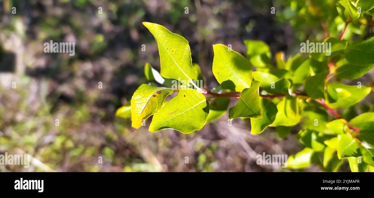 Tea-leaved Willow (Salix phylicifolia Stock Photo - Alamy