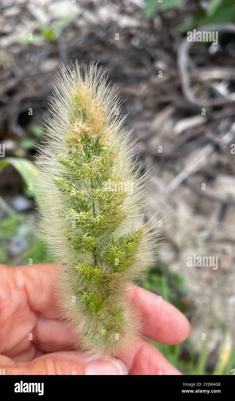 Polypogon monspeliensis hi-res stock photography and images - Alamy