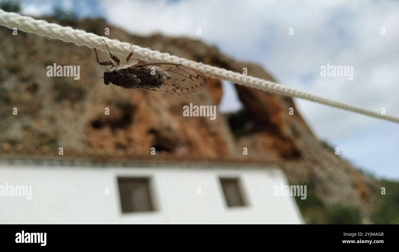 Ash Cicada (Cicada orni Stock Photo - Alamy