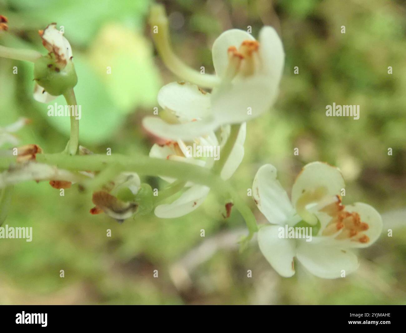 shinleaf (Pyrola elliptica Stock Photo - Alamy
