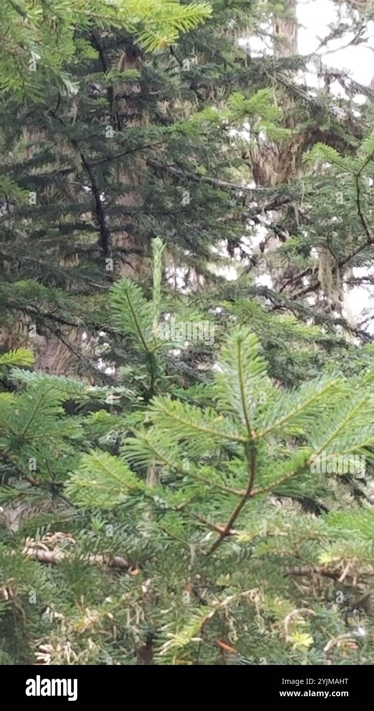 Pacific silver fir (Abies amabilis Stock Photo - Alamy