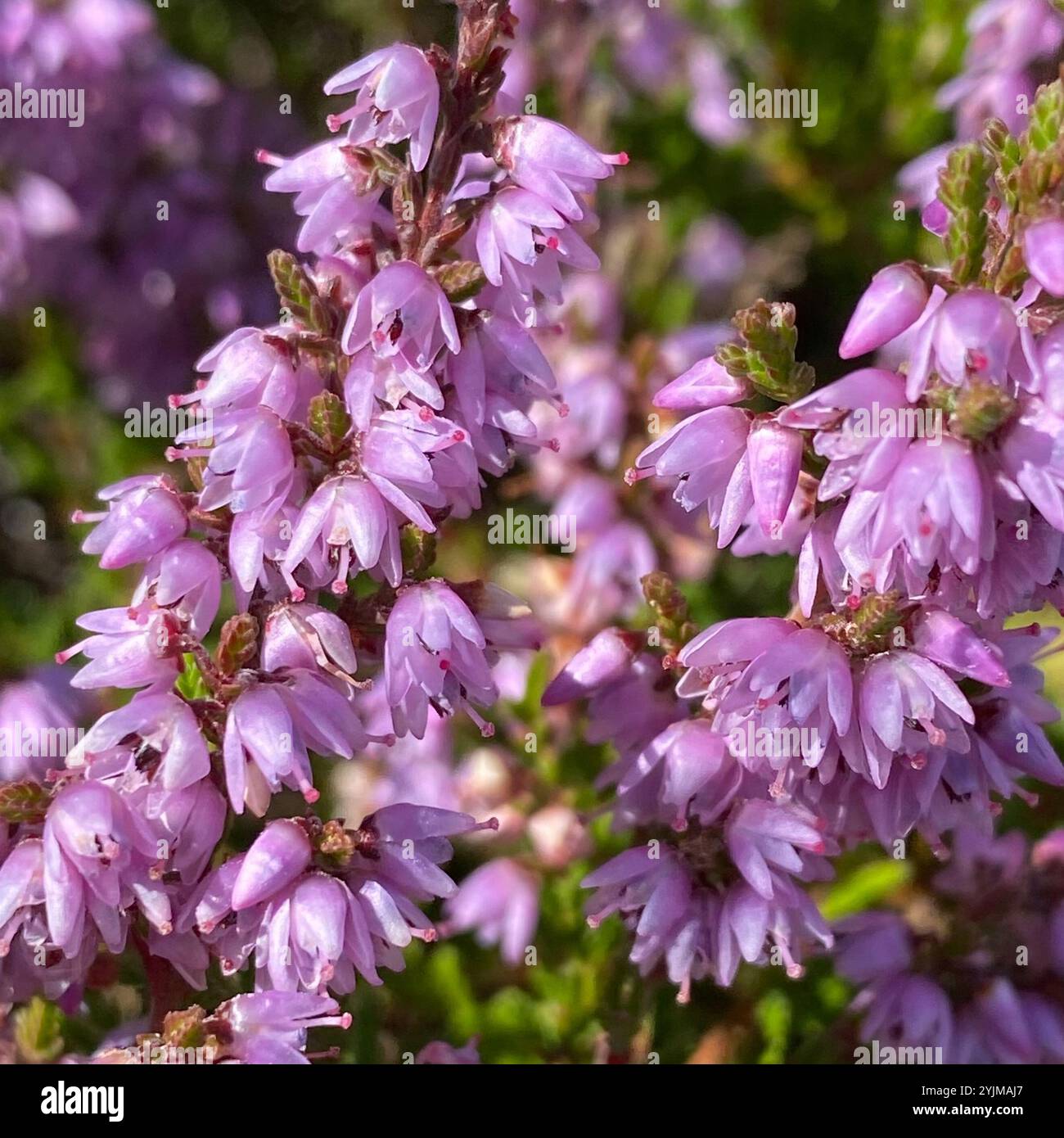 common heather (Calluna vulgaris Stock Photo - Alamy