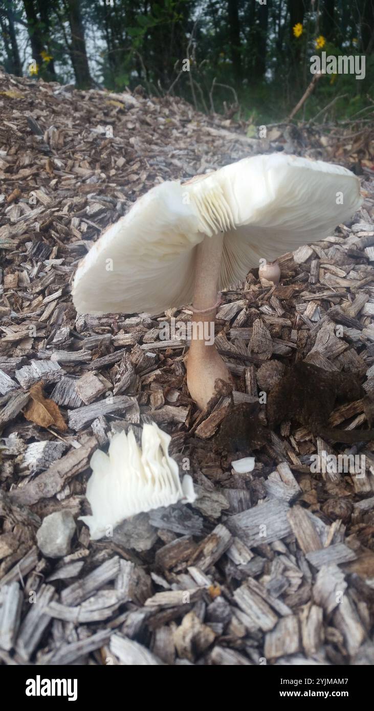 Leucoagaricus americanus hi-res stock photography and images - Alamy
