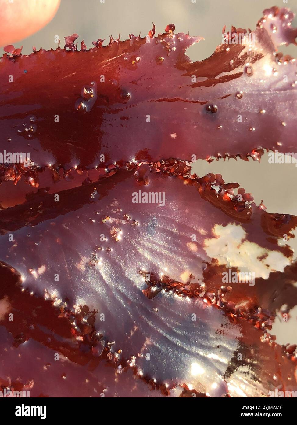 Cryptopleura ruprechtiana hi-res stock photography and images - Alamy