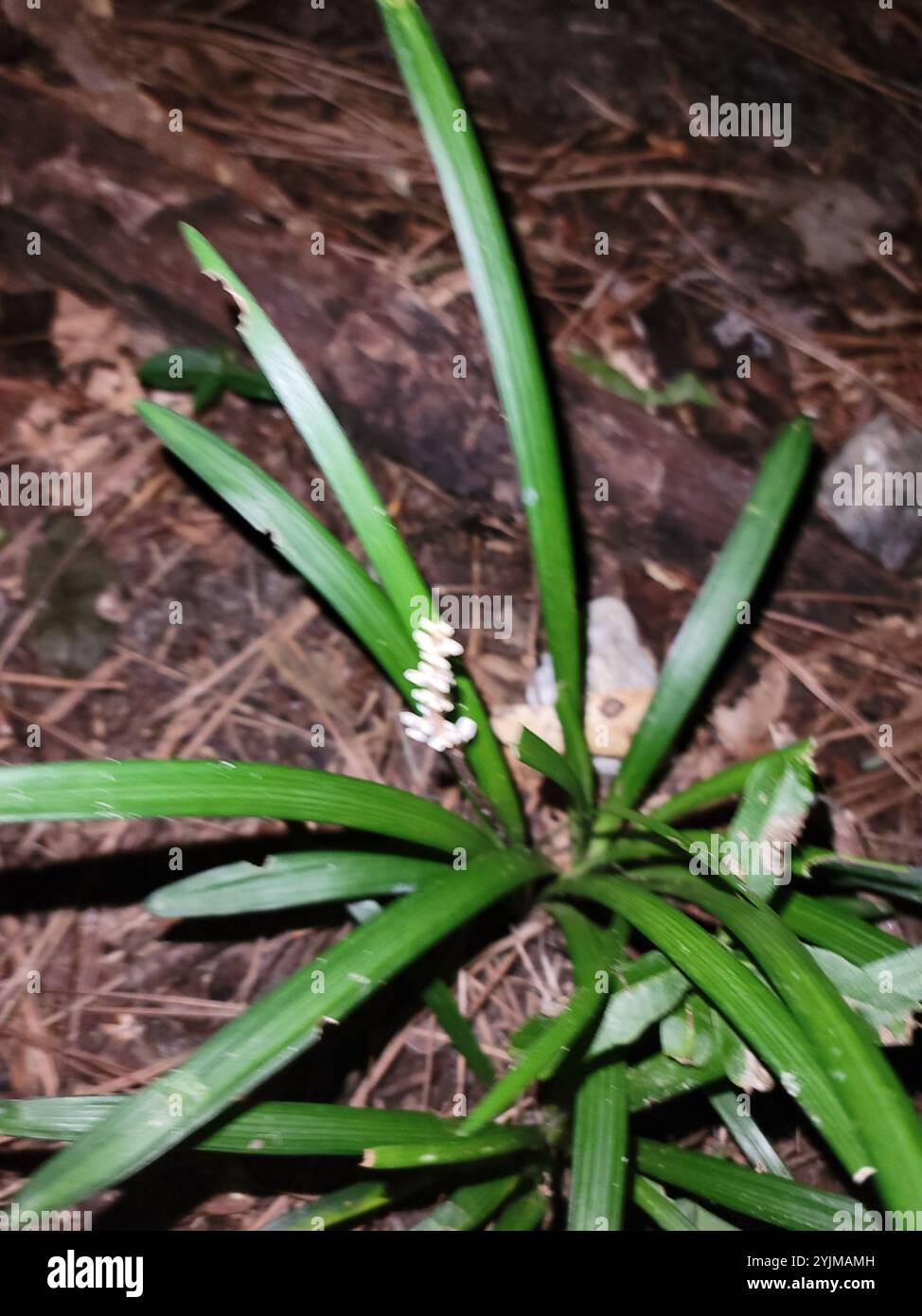 Creeping Lilyturf (Liriope spicata Stock Photo - Alamy