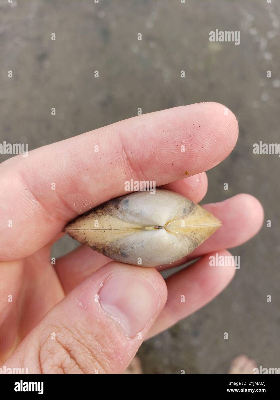 Spisula solidissima hi-res stock photography and images - Alamy