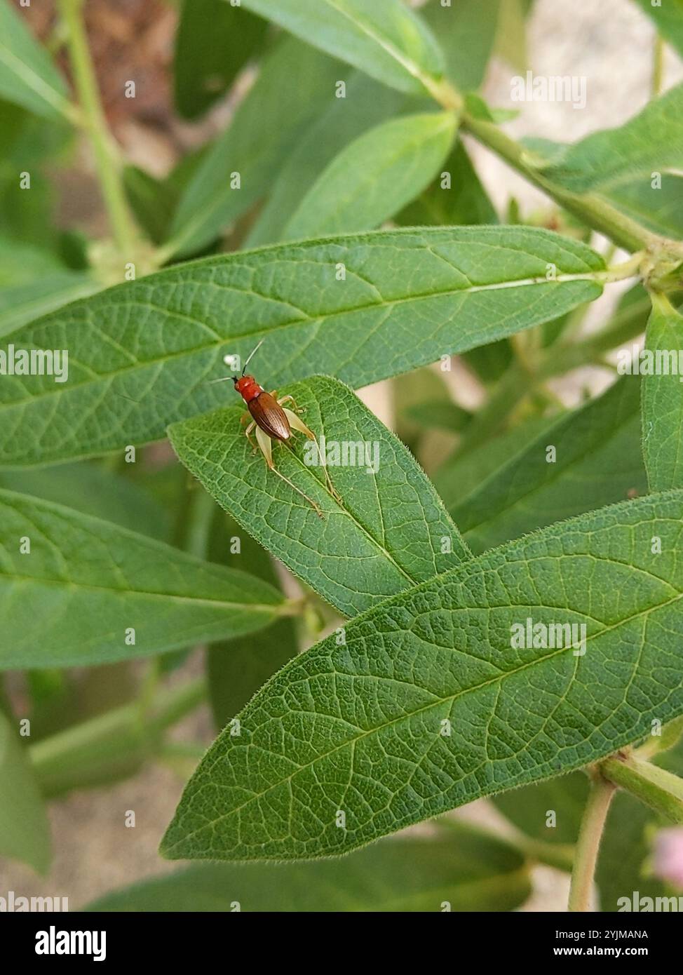Red-headed Bush Cricket (Phyllopalpus pulchellus Stock Photo - Alamy