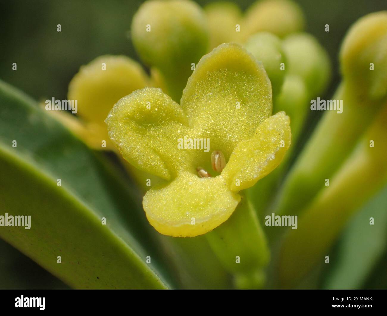 Bootlace Plant (Wikstroemia indica Stock Photo - Alamy
