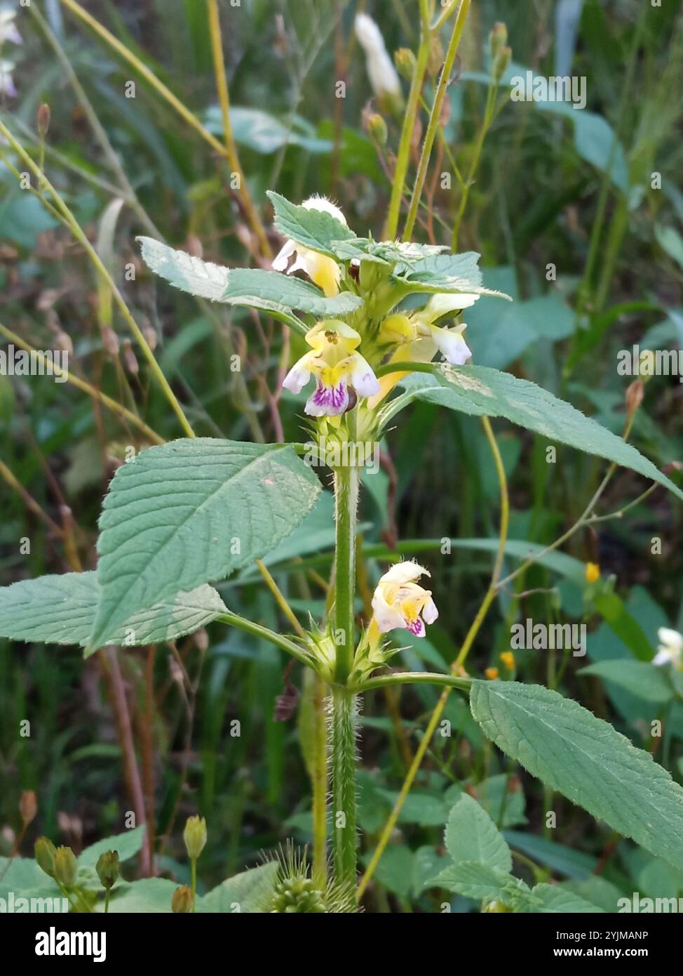 Large-flowered Hemp-nettle (Galeopsis speciosa Stock Photo - Alamy