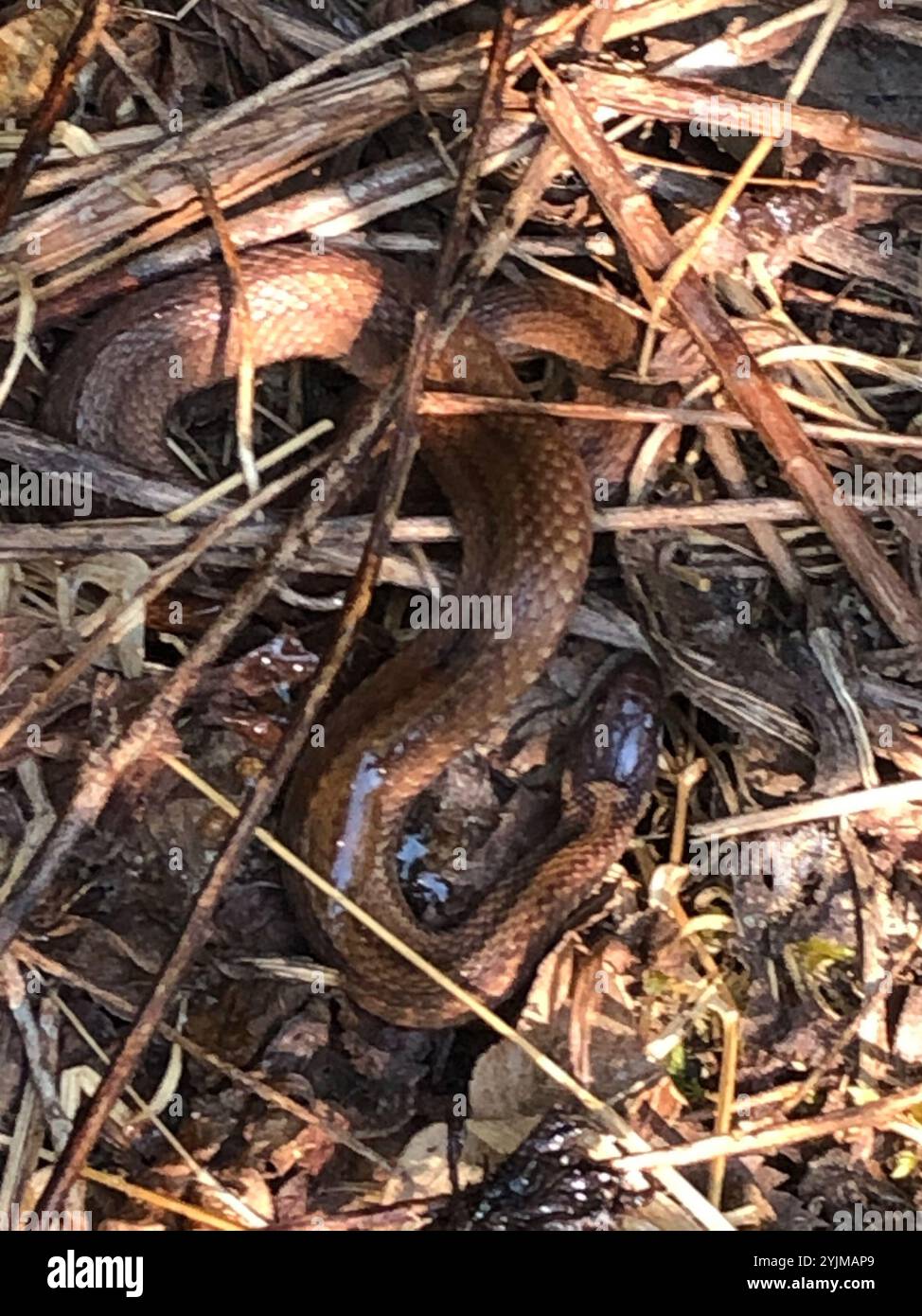 Red-bellied Snake (Storeria occipitomaculata Stock Photo - Alamy
