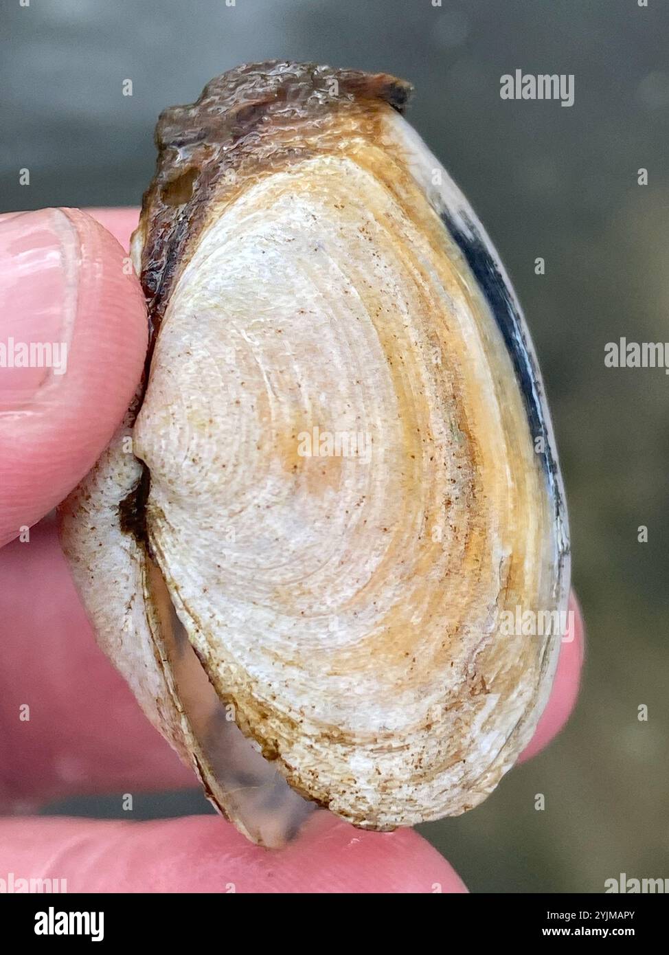 Soft-shelled Clam (Mya arenaria Stock Photo - Alamy