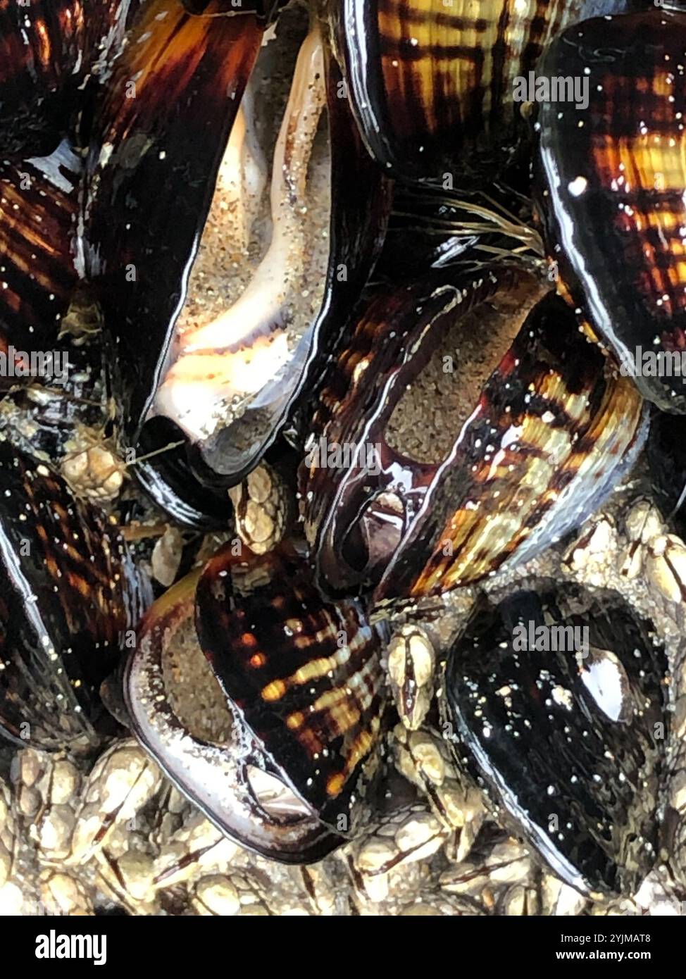 California Mussel (Mytilus californianus Stock Photo - Alamy