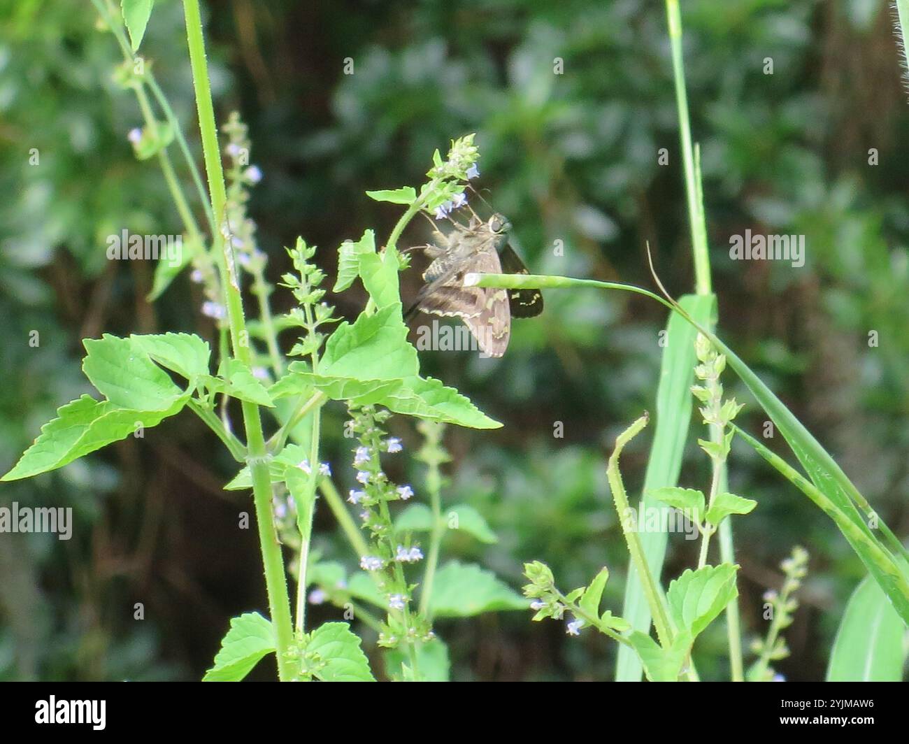 Tropical Bushmint (Hyptis mutabilis Stock Photo - Alamy