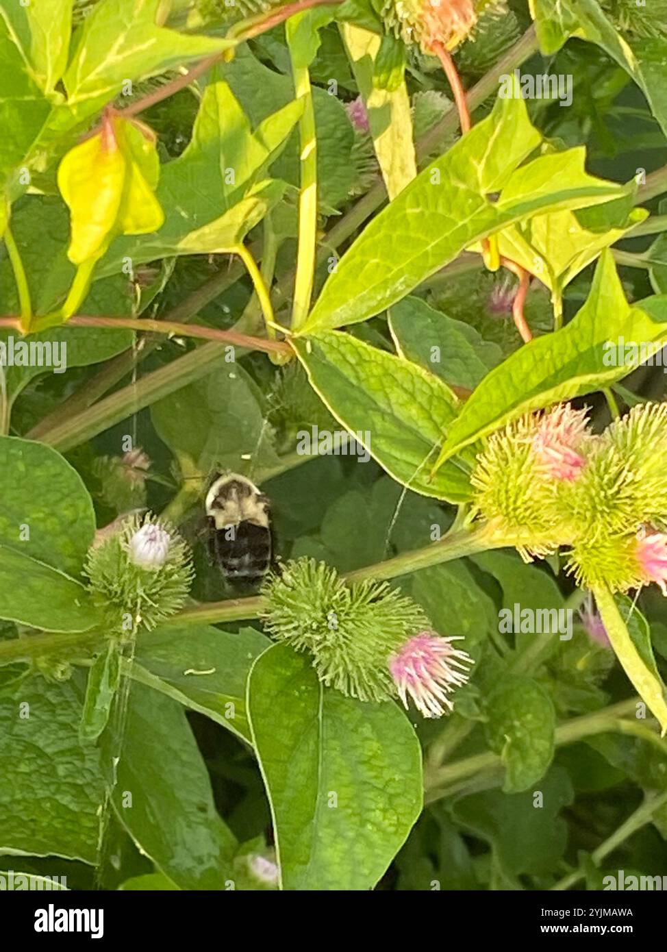 Common Eastern Bumble Bee (Bombus impatiens Stock Photo - Alamy